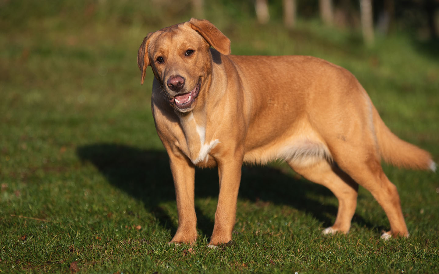 Yellow Boxador Boxer Lab Mix Boxador Breed Traits And Care